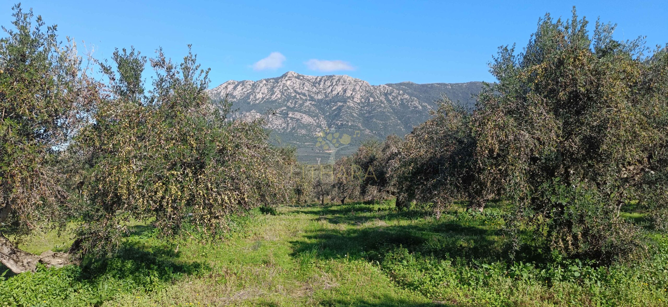 ΕΛΑΙΩΝΕΣ - Lithara
